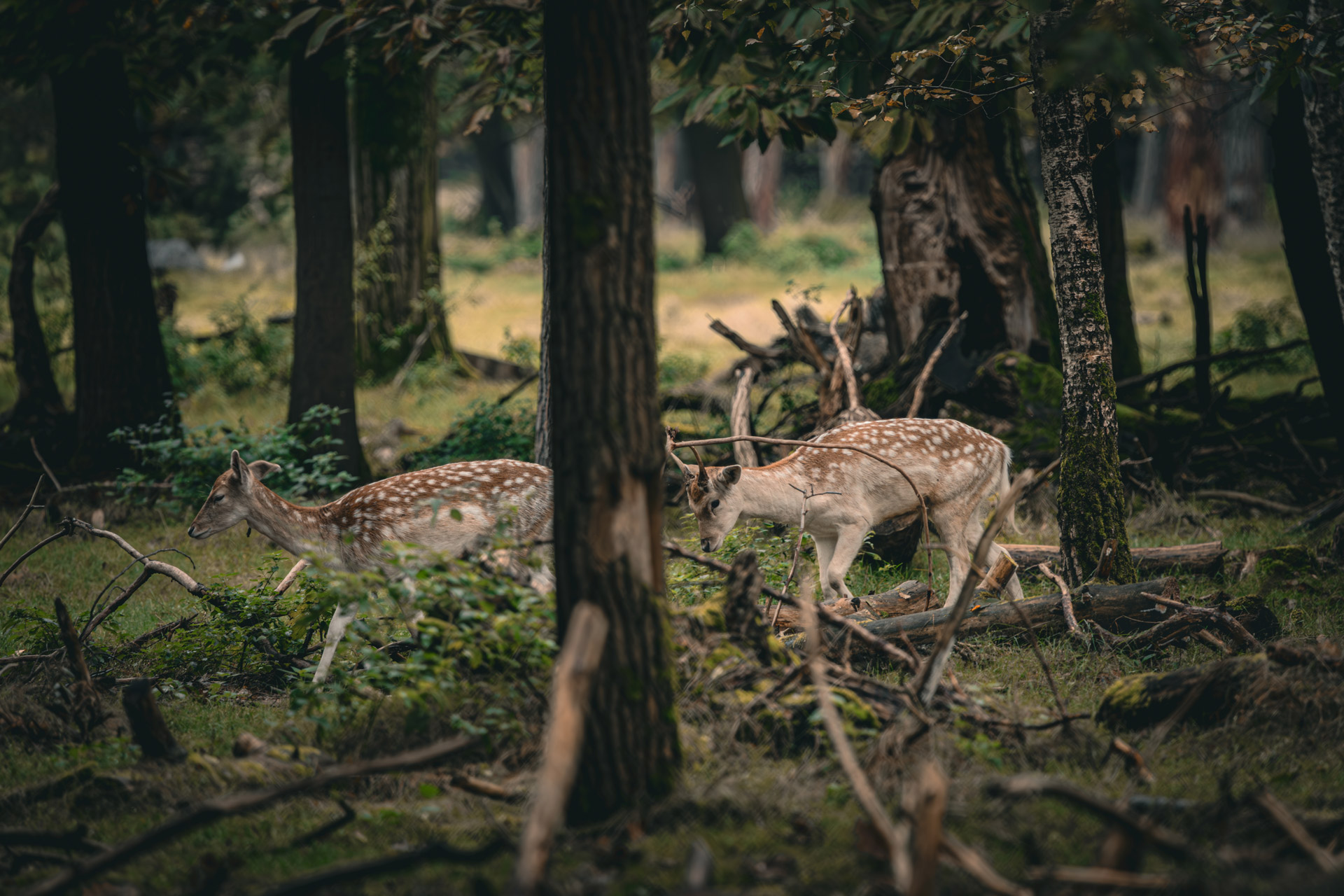 Wildlife in Nature - Wildlife In Nature e. V.